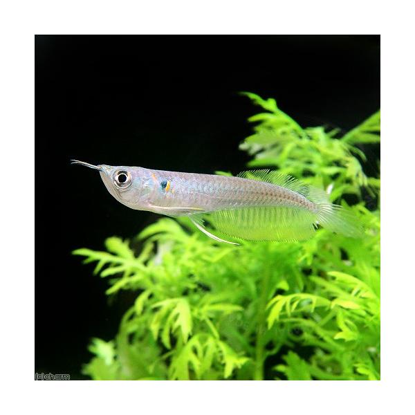 PF_SPQ　_aqua　熱帯魚・エビ他　古代・大型魚　アロワナ・近縁種　シルバーアロワナ　Ｓサイズ　１匹　fish_database　ビギナーにオススメ　Ｏｓｔｅｏｇｌｏｓｓｕｍ　ｂｉｃｉｒｒｈｏｓｕｍ　MS0106　kaijyo　tan...