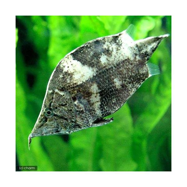 PF_SPQ　_aqua　熱帯魚・エビ他　その他の熱帯魚　その他の仲間　リーフ・フィッシュ　１匹　fish_database　Ｍｏｎｏｃｉｒｒｈｕｓ　ｐｏｌｙａｃａｎｔｈｕｓ　南米リーフフィッシュ　コノハウオ　kaijyo　MS0106　t...