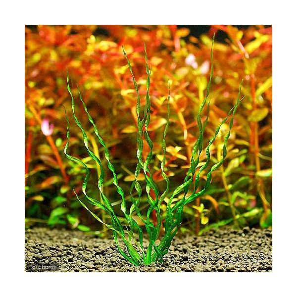 PF_SPQ　_aqua　熱帯魚　Ech　ハ行〜　水草　エキノとその近縁　中景　エキノドルス　wp_kywrd_bsbiwp　Echinodorus　tenellus　Helanthium　tenellum　テネルム　テネラム　wptop1...