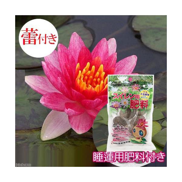_aqua　_gardening　スイレン　睡蓮　栽培　育て方　ガーデニング　水辺植物　ビオトープ　蕾付き　蕾付き単品　おまかせ温帯性スイレン　おまかせスイレン　20100626　ＤＦ　tsubomitsuki_suiren　tsubomi...