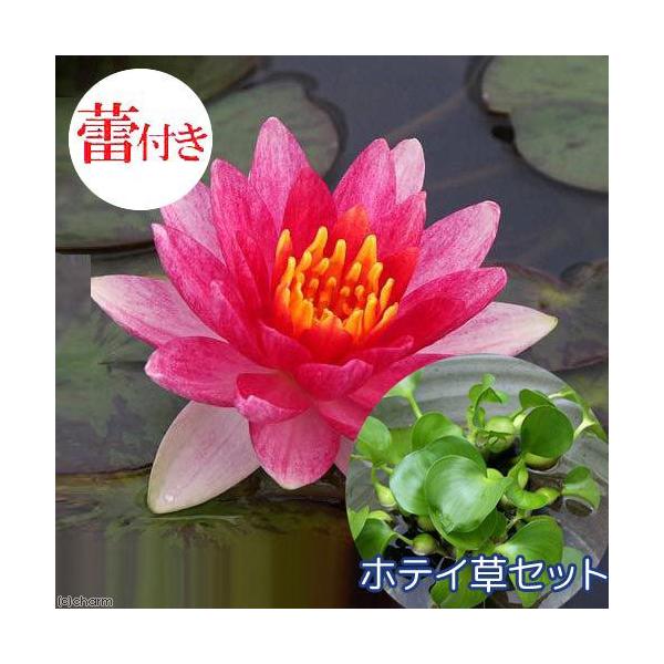 _aqua　_gardening　スイレン　睡蓮　栽培　育て方　ガーデニング　水辺植物　ビオトープ　蕾付き　蕾付き単品　おまかせ温帯性スイレン　おまかせスイレン　20100626　ＤＦ　tsubomitsuki_suiren　tsubomi...