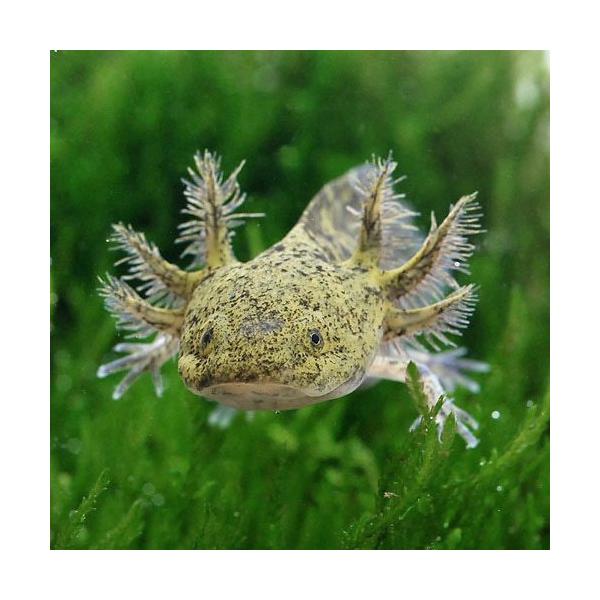 _aqua　_kame　亀・爬虫類　生体　イモリ／サラマンダー　ウーパールーパー　マーブル　１匹　ウーパールーパー各種　Urodela　熱帯魚・エビ他　両爬　amp_Axolotl_2026zenki　y26m01　pickupx01viva