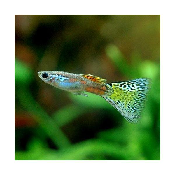 PF_SPQ　frditem_hidden　熱帯魚・エビ他　グッピー　系統で選ぶ　ノーマル系　ガラスのグラス・グッピー　国産ブリード　1ペア　fish_database　kokusan_guppy　kaijyotop_fstok_guppy...