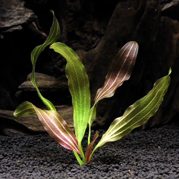 PF_SPQ　熱帯魚　Ｅｃｈ　サ行　デナリー特集　水草　エキノとその近縁　ジャングルスター　エキノ　エキノドルス　デナリー　デナリー社　Ｅｃｈｉｎｏｄｏｒｕｓ　Ｄｓｃｈｕｎｇｅｌｓｔａｒ　Ｎｏ１５　ｓｉｍｐｌｙ　ｒｅｄ　Aquarius　s...