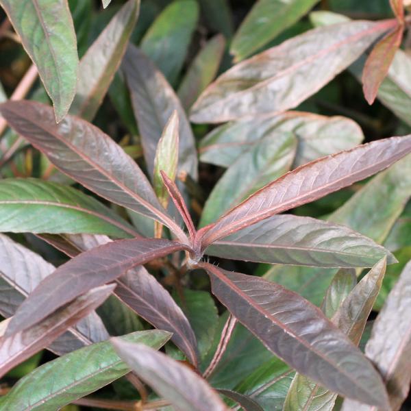 PF_SPQ　熱帯魚　_aqua　hygrophila　水草　後景草　赤い　ハイグロフィラサリチフォリアレッドはこちら　ハイグロフィラサリチフォリアはこちら　all_plants　水草赤い　水上葉_ハイグロフィラ　wp_kywrd　キツネノ...