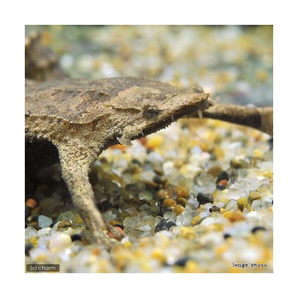 PF_SPQ　Pipa　カエル　オタマ　両生　両爬生体　亀・爬虫類カエル　amp_Frog　terra_seitai　kokuubinn_ng　ＭＫ　cho5kr_s　reptile_databas　amp_aquatic_Frog