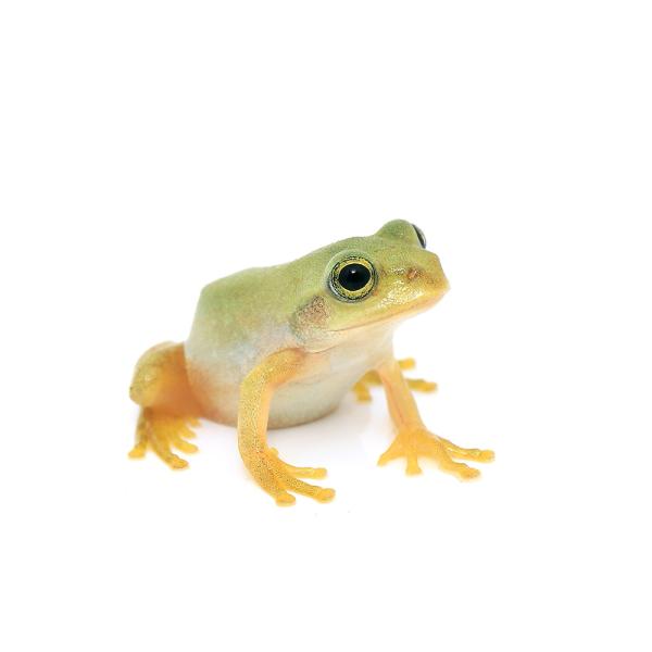 PF_SPQ　カエル　生体　Hylidae　オタマ　両生　両爬生体　amp_Frog　terra_seitai　kokuubinn_ng　シュレーゲルアオガエル　シュレーゲル青蛙　Ｒｈａｃｏｐｈｏｒｕｓ　ｓｃｈｌｅｇｅｌｉｉ　2026062...