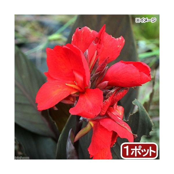 all_plants　_aqua　_gardening　ビオトープ　水辺植物　水生植物　湿生植物　観葉植物　ガーデニング　植物　植物生体　ガーデニング生体　育て方　育成方法　栽培方法　花　花苗　花物　花壇　花壇苗　カラーリーフ　カンナ　水カ...