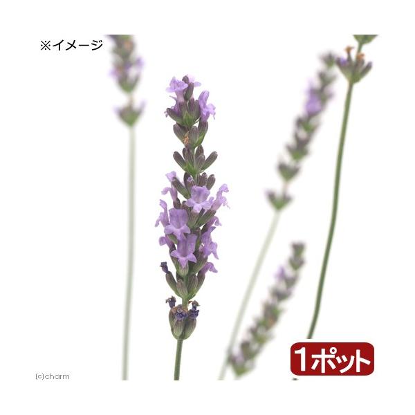 _gardening　ガーデニング　ハーブ　苗　herbpot_series　ラバンジン　ラバンディン　グロッソ　20120602　ＴＳ　育て方　育成方法　栽培方法　Lavandula　intermedia　Grosso　観葉植物　opa2...