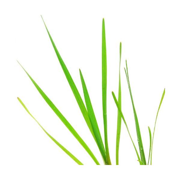 _aqua　_gardening　金魚・メダカ　ビオトープ　ウォーターガーデン　水辺植物　水生植物　オーナメンタルグラス　線形状　ガーデニング　その他水辺植物　all_plants　bio_130715　植物　植物生体　ガーデニング生体　育...