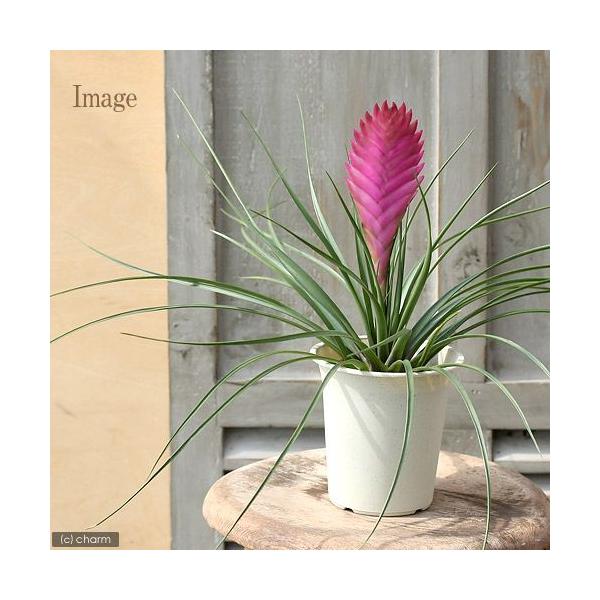 _gardening　_hachu　_kame　インテリア　インテリア・雑貨　ガーデニング　観葉植物　園芸　ビバリウム　アクアテラリウム　パルダリウム　両爬向き植物　パイナップル科　ハナアナナス属　着生植物　エアブロメリア　タンクブロメリア...