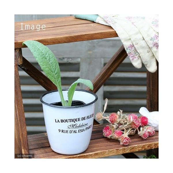 _gardening　ガーデニング　ハーブ　苗　herbpot_series　アーテシチョーク　グリーングローブ　20120725　TS　猫用品　犬用品　サプリメント　植物　植物生体　ガーデニング生体　育て方　育成方法　栽培方法　観葉植物　...