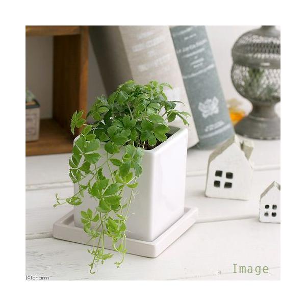 観葉植物　園芸　ガーデニング　多肉植物　ビバリウム　アクアテラリウム　パルダリウム　両爬向き植物　ブドウ科パーセノシッサス属　ツタ属　つる性　蔓性　Parthenocissus　'sugarvine'　パルテノシッサス　パーセノシッサス　パ...