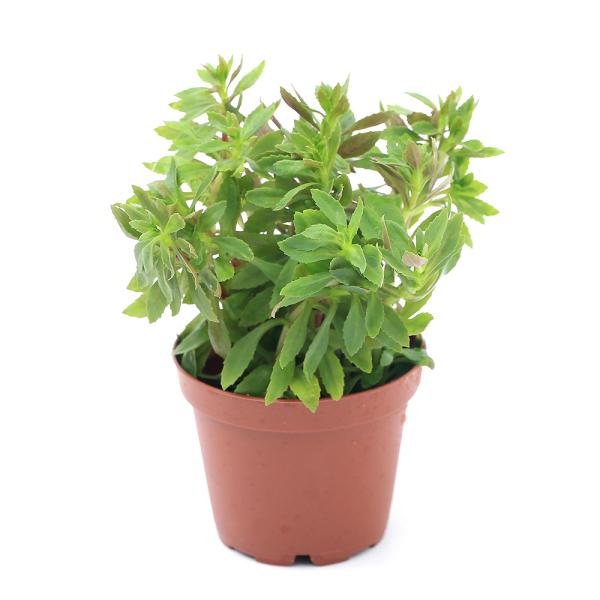 熱帯魚　有茎　ナ行　plants20071207　水草　後景草　赤い　all_plants　水草赤い　wp_kywrd　_aqua　wptop9_190417　point5wplants　y22m01