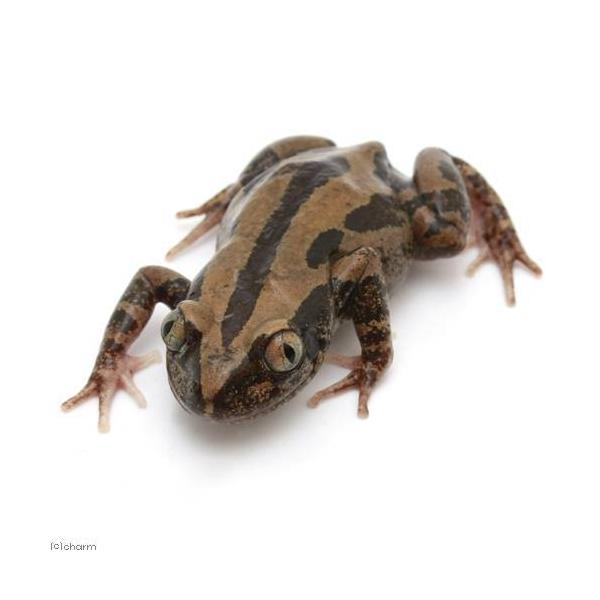 PF_SPQ　Hylidae　カエル　オタマ　両生　両爬生体　亀・爬虫類カエル　両生類　reptile_databas　amp_Land_Frog　Running　Frog　Bubbling　Kassina　ｓｅｎｅｇａｌｅｎｓｉｓ　セネガ...