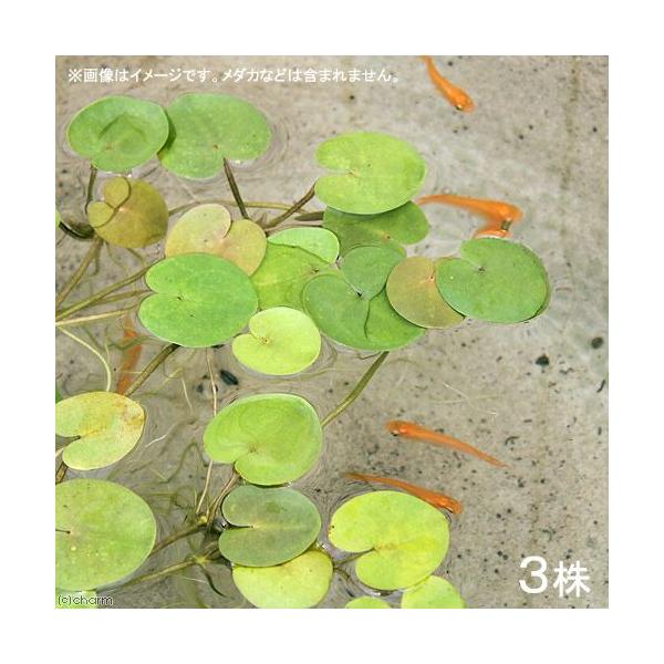 PF_SPQ　金魚藻　ビオトープ　水辺植物　水生植物　浮草　浮き草　浮葉植物　ガーデニング　all_plants　ビオ浮き草　フロッグピット　トチカガミ　Ｈｙｄｒｏｃｈａｒｉｓ　ｍｏｒｓｕｓ−ｒａｎａｅ　p5219hppwp　point5w...