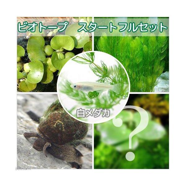 金魚藻　有茎　マ行　金魚飼育用　ＣＯ２なしでも育つ水草　水草　浮き草　all_plants　メダカ水草　wp_kywrd　■マツモ　kin-meda水草　kingyomo_osusume　20150303　ホテイソウ　hime_pond_s...