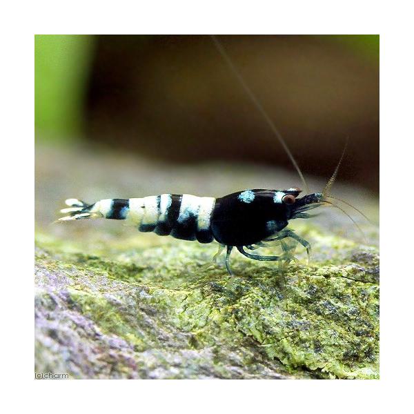 PF_SPQ　fish_database　熱帯魚・エビ他　ビーシュリンプ・エビ　シャドー系　ブラックシャドーシュリンプ　ハイブリッド　ブラックピントシュリンプ　beeshurimp_shadow　シュリンプシャドー　bsｒs-mix　bla...