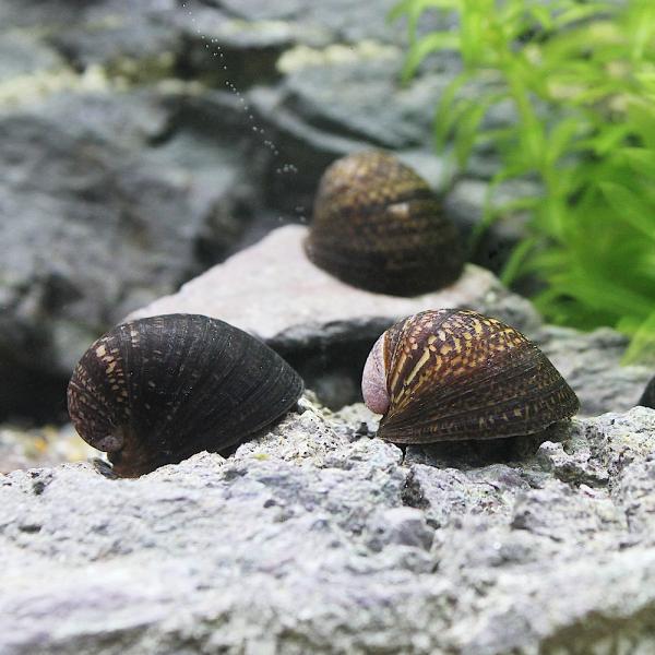 _aqua　熱帯魚・エビ他　貝　レッドリップ・スネール　１０匹　Ｎｅｒｉｔｉｎａ　ｐｅｔｉｔｉ　ｖｉｏｌａｃｅａ　Ｎｅｒｉｐｔｅｒｏｎ　ｖｉｏｌａｃｅｕｍ　Ｄｏｓｔｉａ　レッドリップスネール　ヒロクチカノコ貝　広口鹿子貝　広口鹿の子貝　ヒロ...