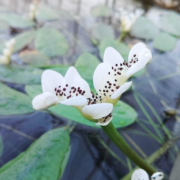 ビオトープ　ガーデニング　水辺植物　all_plants　育て方　育成方法　栽培方法　浮葉植物　水草　ミズサンザシ　キボウホウヒルムシロ　ケープヒルムシロ　喜望峰蛭筵　アポノゲトン　アポノゲトン科　Ａｐｏｎｏｇｅｔｏｎ　ｄｉｓｔａｃｈｙ