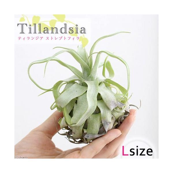 インテリア　インテリア・雑貨　ガーデニング　観葉植物　園芸　ビバリウム　アクアテラリウム　パルダリウム　アリ植物　両爬向き植物　パイナップル科　ハナアナナス属　着生植物　エアブロメリア　エアプランツ　ティランジア　チランジア　Tilland...