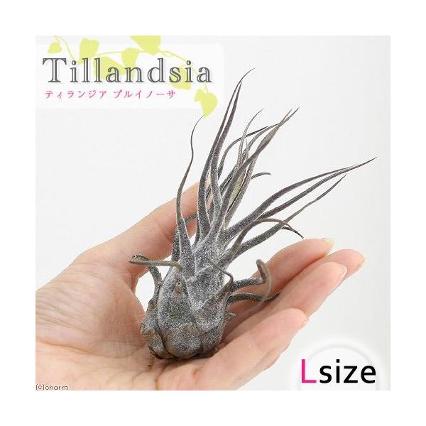 _hachu　_interior　_kame　_gardening　インテリア　インテリア・雑貨　ガーデニング　観葉植物　園芸　ビバリウム　アクアテラリウム　パルダリウム　アリ植物　両爬向き植物　パイナップル科　ハナアナナス属　着生植物　エ...