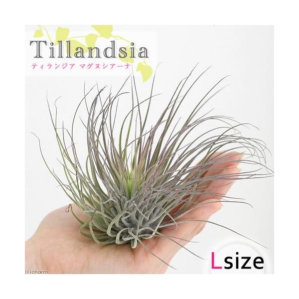 _hachu　_gardening　_kame　インテリア　インテリア・雑貨　ガーデニング　観葉植物　園芸　ビバリウム　アクアテラリウム　パルダリウム　両爬向き植物　パイナップル科　ハナアナナス属　着生植物　エアブロメリア　エアプランツ　テ...