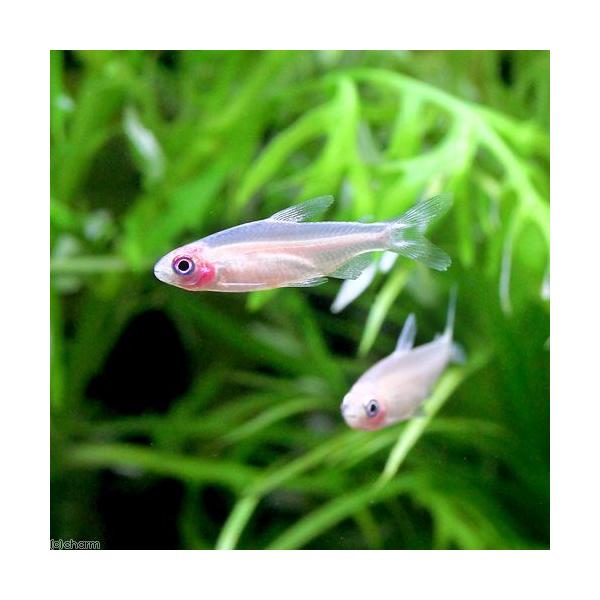 fish_database　熱帯魚・エビ他　カラシン　テトラ等　南米産　小型種　ヘミグラムス系　ラミーノーズ・テトラ　３匹　onepoint　Ｈｅｍｉｇｒａｍｍｕｓ　ｂｌｅｈｅｒｉ　ｖａｒ．　ゴールデンラミーノーズテトラ　レッドノーズ　20...