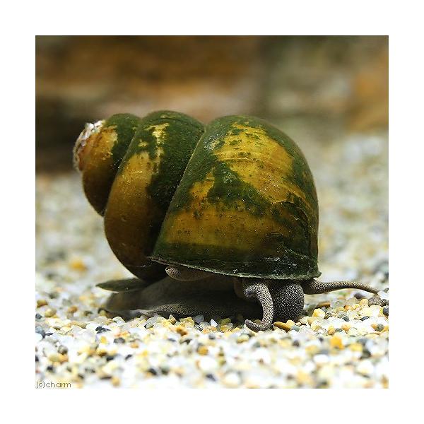 PF_SPQ　hime_pond_snail　_aqua　熱帯魚・エビ他　貝　種類で選ぶ　タニシ・カワニナ　マルタニシ　オオタニシ　Ｂｅｌｌａｍｙａ　ｃｈｉｎｅｎｓｉｓ　ｌａｅｔａ　丸田螺　１匹　biotope　ビオトープにおすすめの生体　...