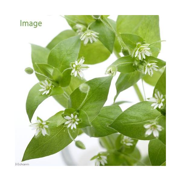 観葉植物　_gardening　ガーデニング　山野草　ハコベ　繁縷　ハコベラ　Ｓｔｅｌｌａｒｉａ　ａｑｕａｔｉｃａ　ｍｅｄｉａ　ｎｅｇｌｅｃｔａ　20141204　ＨＩＮ　植物　植物生体　ガーデニング生体　育て方　育成方法　栽培方法　090...
