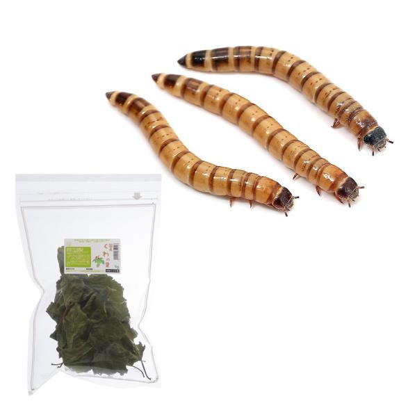 coolcomponent　生き餌　えさ　アロワナ　大型魚エサ　爬虫類エサ　器具　餌　生餌　ブライン　爬虫類生餌　リス　ハムスター　モモンガ　ビッグミルワーム　▼ビッグミルワーム　big_milwarm　_　活き餌　活餌　活きエサ　ジャイア...