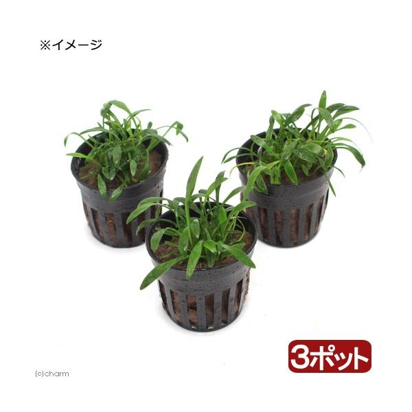 _aqua　熱帯魚　水草　クリプトとその近縁　前景　okaidoku_pot　okaidoku_0707　all_plants　wp_kywrd　Europe1117　cryv1117　クリプトコリネ　パルヴァ　３ポット分　lst3xgrl...
