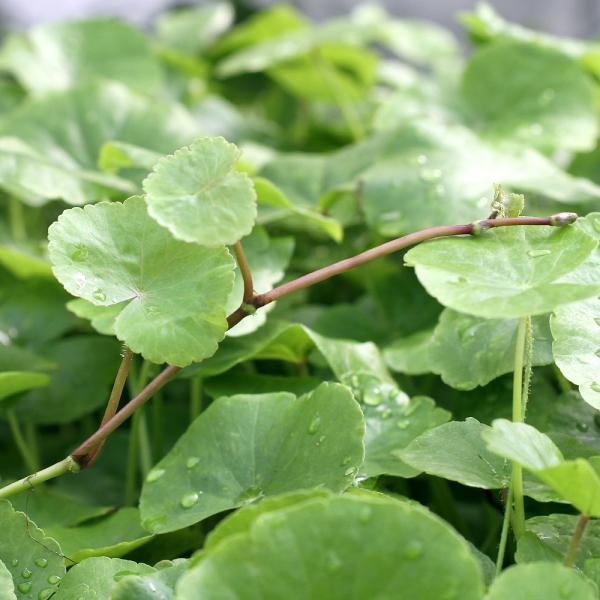 熱帯魚　金魚藻　ビギナーにお勧め　有茎（ア行）　tonan_taba　水草　後景草　丸い　all_plants　aprsan66　wp_kywrd　wptop3_190724　seitaieventkr202506