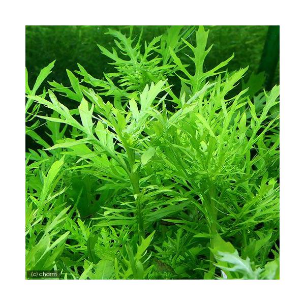 熱帯魚　ウォーターウィステリア　water_wisteria　_aqua　ビギナーにお勧め　tonan_taba　水草　後景草　ギザギザ　all_plants　wp_kywrd　Y9lnq7rU_wpp　wptop3_190703　p5mi...