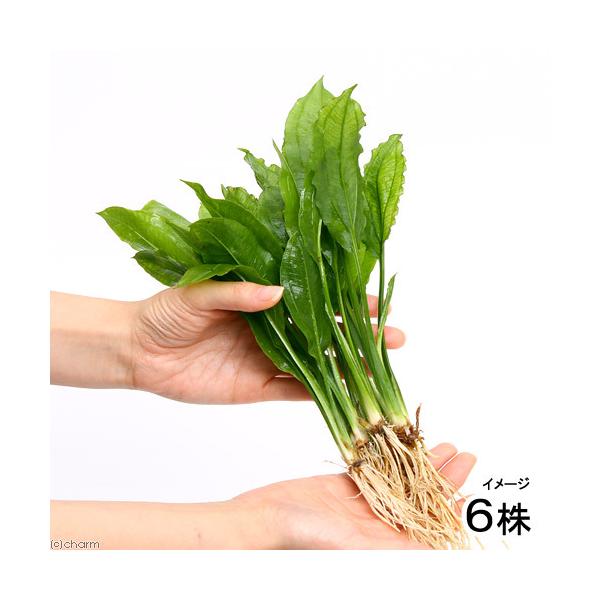 amazonso　熱帯魚　Ech　ア行　tonan_taba　水草　エキノとその近縁　後景　all_plants　wp_kywrd　アマゾンソードはこちら　■アマゾンソード　kin-meda水草　oa614xnm水草　o14xm_amaso...