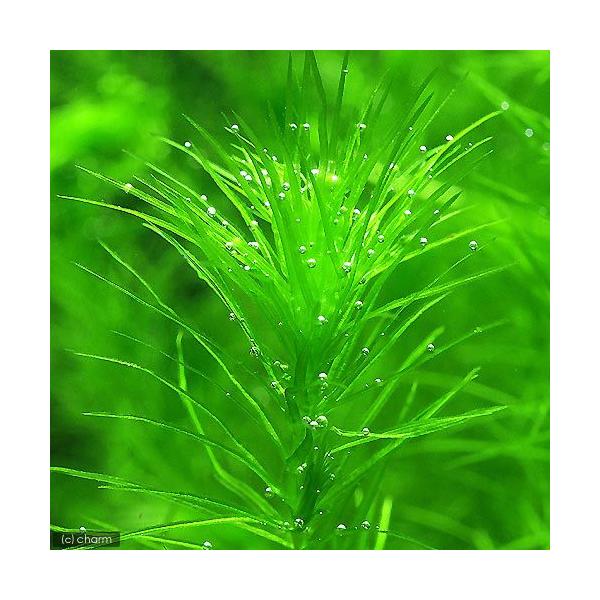 熱帯魚　_aqua　セット２００８　水草　後景草　透明感のある　all_plants　wp_kywrdラガマダ　p5mizbrk2305　y22m01　aquafes01wplant