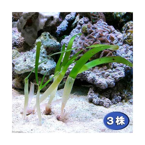 ◎　kaisui75　muryotassei_600_699　_aqua　◎　kaisui75　海草　アマモ　海藻　海水　サンゴ　リュウキュウスガモ　複数　m_plants　20131216　ＨＩＮ　海水生体