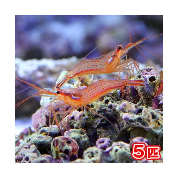 ◎　kaisui73　マリンシュリンプ　海水　海水生体　エビ・カニ他　m_shrimp　カーリー対策　ma_beginner　ペパーミントシュリンプ　m_cleanfish　ブリード　ＨＩＮ　20140129　Ｌｙｓｍａｔａ　ｗｕｒｄｅｍａ...