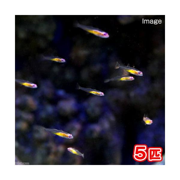 ◎　m_goby　海水　海水生体　海水魚　_aqua　ハゼ　ゴビー　サンゴ水槽　可愛い　小さい　アカメハゼ　Ｂｒｙａｎｉｎｏｐｓ　ｎａｔａｎｓ　ＨＩＮ　20140430　okinawa_haze　goby_wakuwaku0305　kaij...