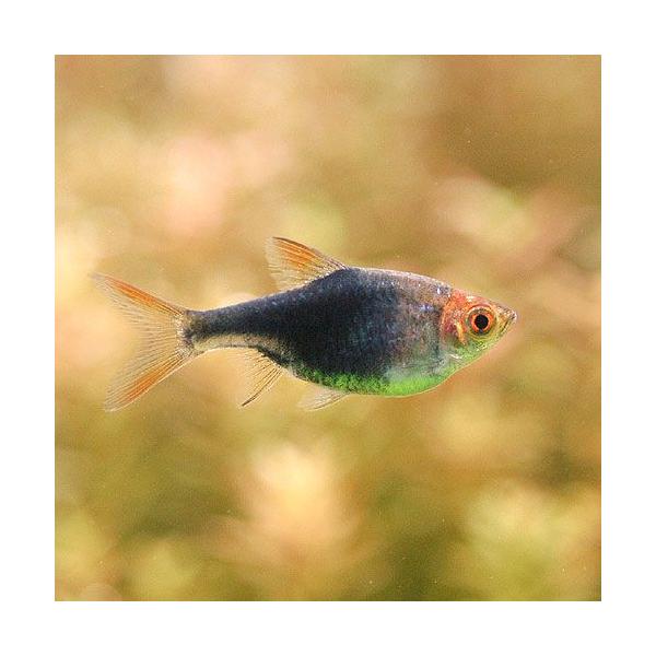 熱帯魚・エビ他　コイ　ラスボラ等　種類で選ぶ　ラスボラ系　ヘテロモルファ・ブルーネオン　５匹　小型種　ビギナーにオススメ　お得な５匹セット　セット２００８　淡水　heteroneonn0419　wekosk729　weksaka729　動画...