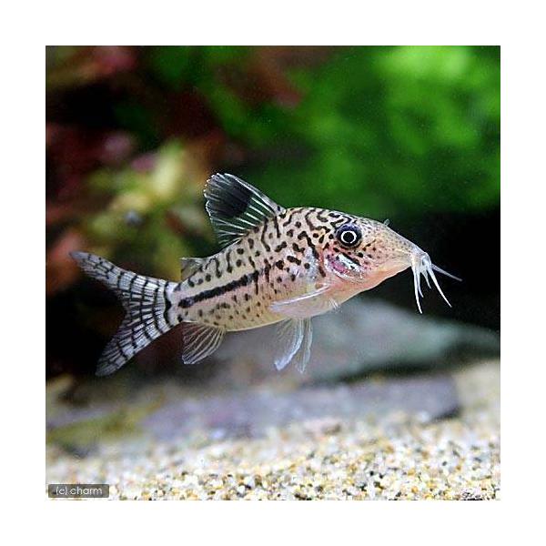 熱帯魚・エビ他　コリドラス　セミロングノーズ　コリドラス・レオパルダス　ペルー　ワイルド　Ｂｒｏｃｈｉｓ　Ｃｏｒｙｄｏｒａｓ　ｓｐ．　ｌｅｏｐａｒｄｕｓ　ｇｏｍｅｚｉ　３匹　kaijyo　お得な３匹セット　セット２００８　淡水　ロングノーズ...