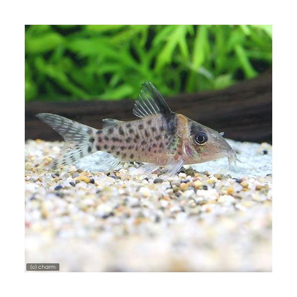 熱帯魚・エビ他　コリドラス　セミロングノーズ　コリドラス・アムビアクス　ワイルド　３匹　お得な３匹セット　Ｂｒｏｃｈｉｓ　Ｃｏｒｙｄｏｒａｓ　ａｍｂｉａｃｕｓ　fish-koridorasu　corydoras_roach　rksp1303...