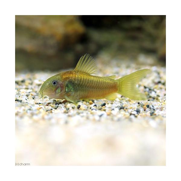 _aqua　sfset　熱帯魚・エビ他　コリドラス　ショートノーズ　コリドラス・イルミネータス　ゴールド　ワイルド　３匹　お得な３匹セット　セット２００８　淡水　Ｏｓｔｅｏｇａｓｔｅｒ　Ｃｏｒｙｄｏｒａｓ　ｓｐ．　ｓｃｈｕｌｔｚｅｉ　kai...