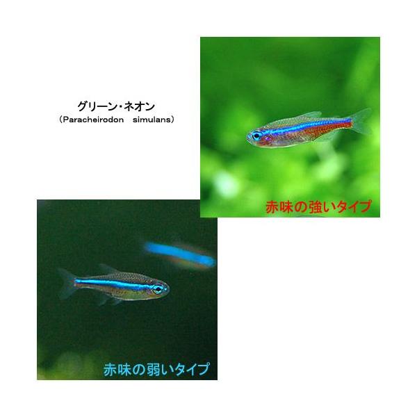 sfset　_aqua　熱帯魚・エビ他　カラシン（テトラ等）　南米産（小型種）　カージナル・ネオン系　グリーン・ネオン　５０匹　cool　Ｐａｒａｃｈｅｉｒｏｄｏｎ　ｓｉｍｕｌａｎｓ　ロングラインネオン　グリーンネオン　coolfish_n...