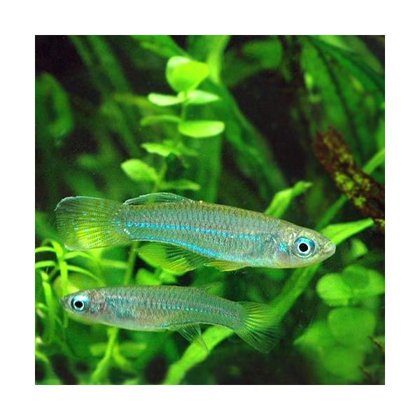 _aqua　熱帯魚・エビ他　ランプアイ・卵生メダカ　ランプアイ系　アプロケイリクティス・マクロフタルマス　６匹　メダカの仲間　cool　アプロケイリクティスマクロフタルムス　ルクソフタルムス　エメラルドグリーンランプアイ　coolfish_...