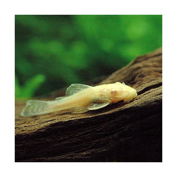 _aqua　熱帯魚・エビ他　Ａｎｃｉｓｔｒｕｓ　ｓｐ　ｖａｒ．　ベビー　ブリード　プレコ　ブッシー・ブロンズ系　アルビノミニブッシープレコ　３匹　ｃｆ．　ｃｉｒｒｈｏｓｕｓ　食べさせる　水槽壁面のコケを綺麗にする　ビギナーにオススメ　ple...