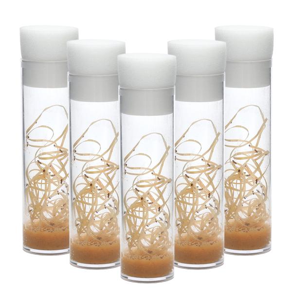 生き餌　大型魚エサ　爬虫類エサ　器具　餌　給餌器　生餌　ブライン　爬虫類生餌　▼キイロショウジョウバエ　ウィングレス　rep_food_fruitfly　repfoodflyflog　ＭＫ　20100911　活き餌　活餌　活きエサ　アクアリ...