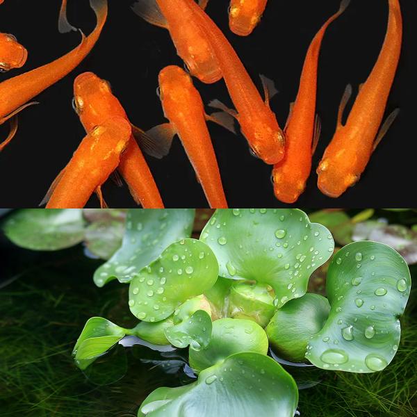 Ｏｒｙｚｉａｓ　ｌａｔｉｐｅｓ　ｖａｒ．　メダカホテイ草セット　ビオトープにおすすめの生体　biotope　ホテイ草特集　熱帯魚　エビ他　日本産メダカ　hotei＆medaka　20110517　ＯＳＨ　nittan_medaka_youk...