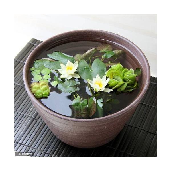 mashikohimeset　_gardening　スイレン　睡蓮　栽培　育て方　睡蓮鉢フルセット　ビオトープ　鉢　ガーデニング　水辺植物　スイレンと鉢のセット　姫スイレン　益子睡蓮セット　益子睡蓮セット姫スイレン　sai_rakuaka　...
