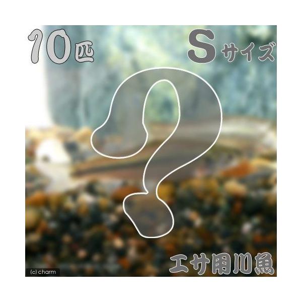 _kame　生き餌　えさ　アロワナ　生体　_aqua　_hachu　アクア用品　餌　給餌器　生餌　ブライン　エサ用川魚　Ｓサイズ　１０匹　熱帯魚・エビ他　日本産淡水魚　日淡　肉食魚　20100906　ＯＳＨ　fish_ikie　medaki...